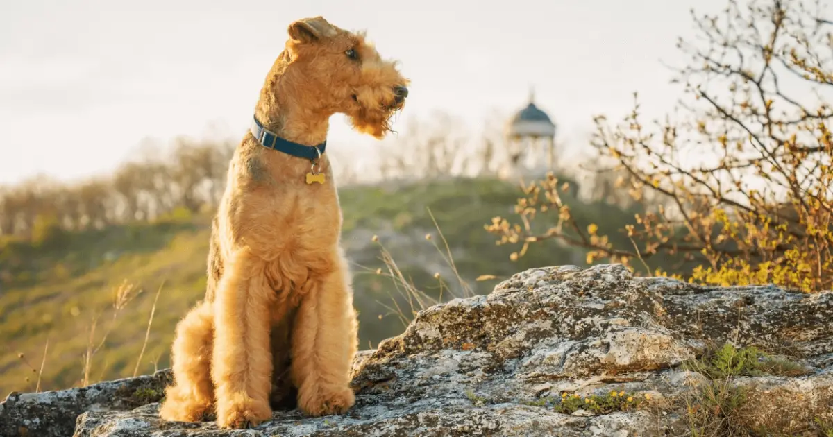 Airedale Terrier | Dog Breed Info, Guide & Care