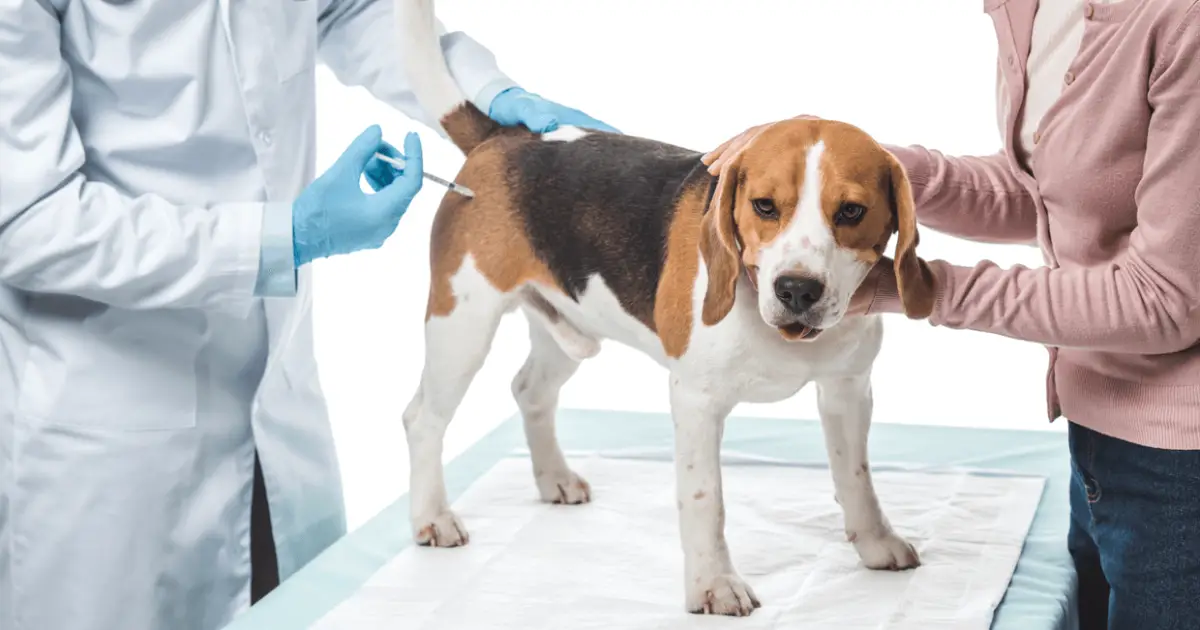 Adequan for Dogs With Arthritis