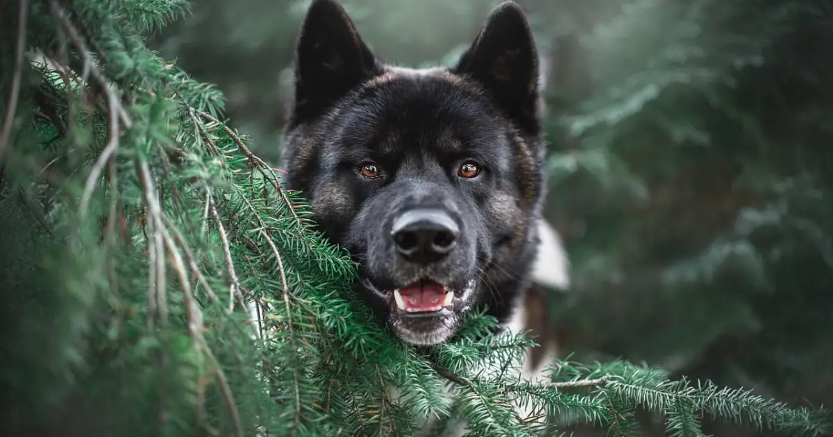 Akita Temperament - What You Should Know Before You Get Akita