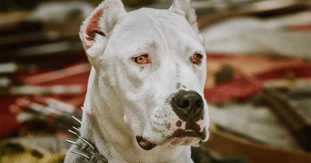 Bait Dog - Brutal Use of Man's Best Friend