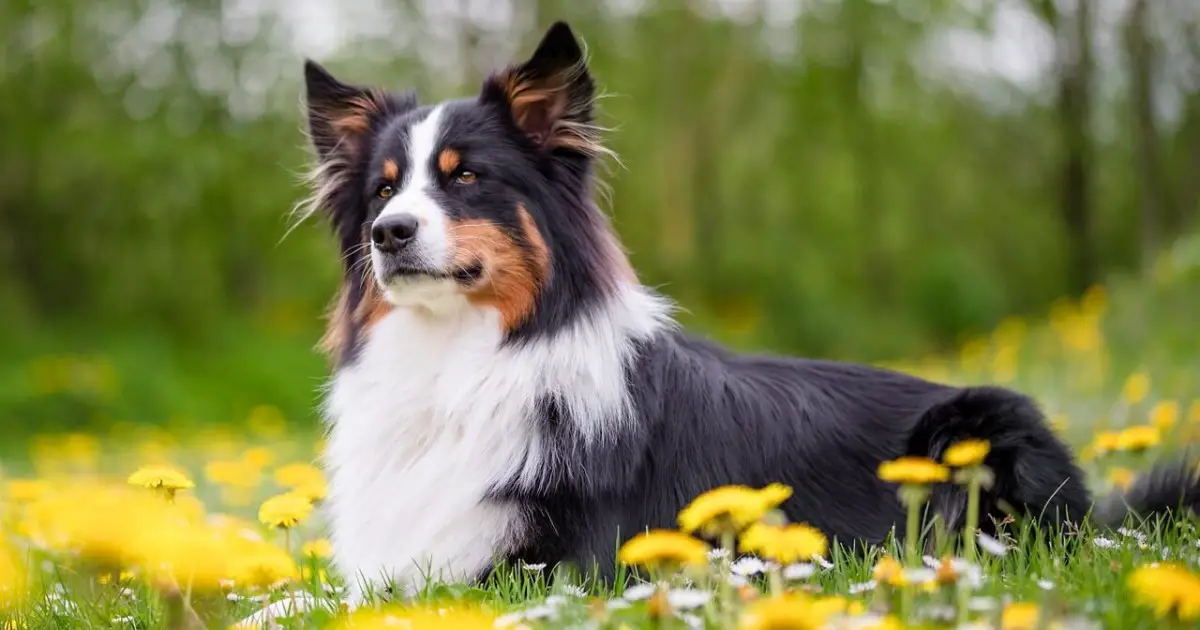 What is Selective Breeding?