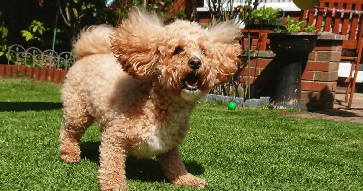 Poochon - What Owners Say About Them