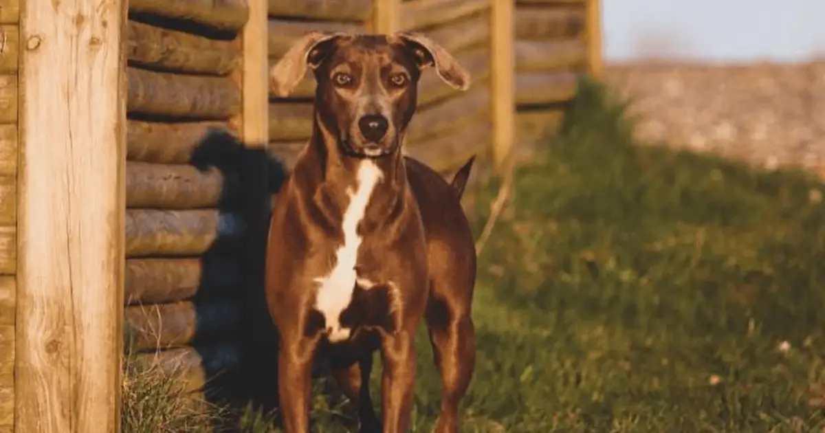 Blue Lacy - Unknown Texas Dog Breed | World Dog Finder