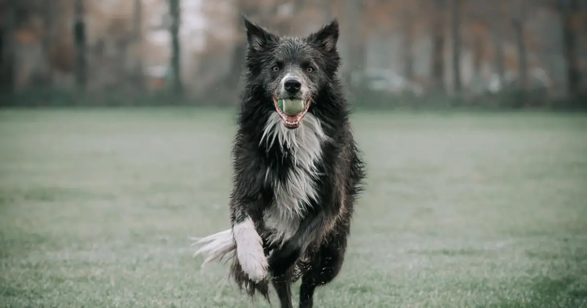 Borador - Breed Pictures, Characteristics & Facts | World Dog Finder