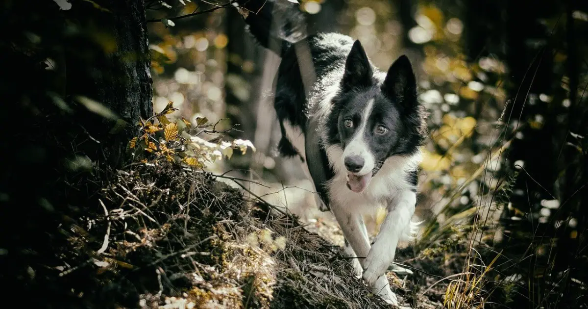 Collie Eye Anomaly: Causes, Symptoms & Treatment | World Dog Finder