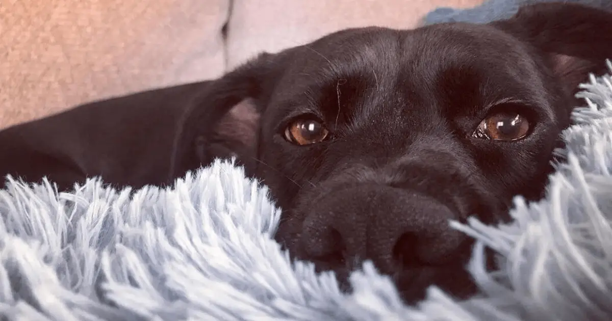 Boxador - Crossbreed Info and Care Guide | World Dog Finder