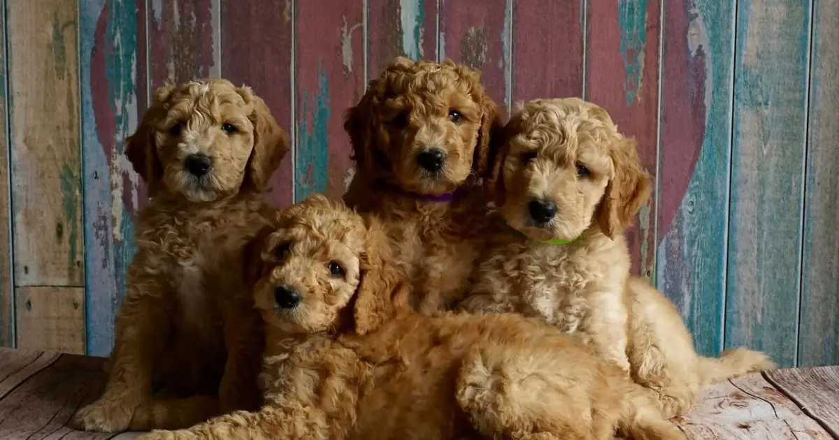 Are Identical Twins Possible in Dogs World? - World Dog Finder