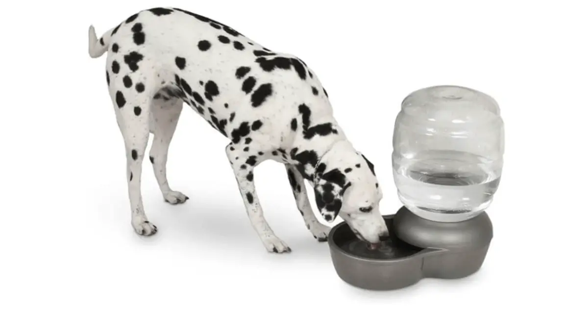 Best Dog Water Dispensers in 2023