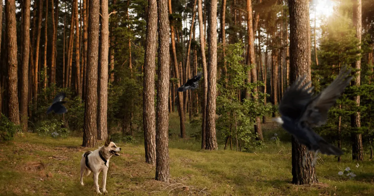 Do Crows Attack Dogs
