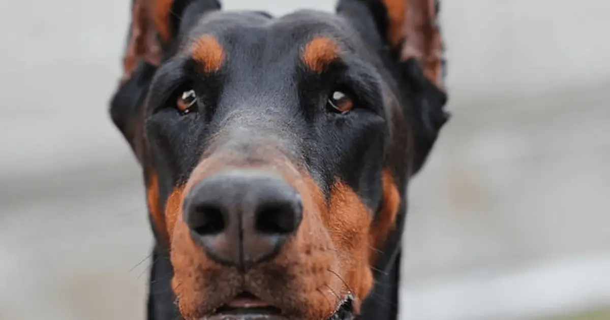 Here Are the 5 Best Dog Foods for Dobermans - World Dog Finder