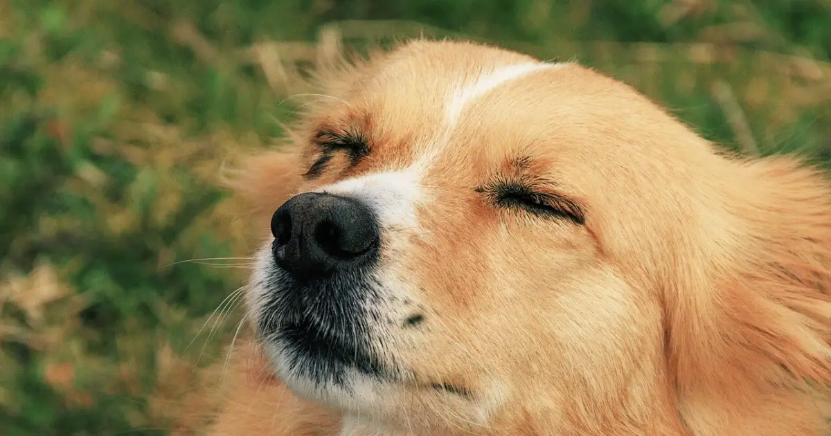 Betagen Topical Spray for Dogs - Uses, Benefits & Healing | World Dog ...