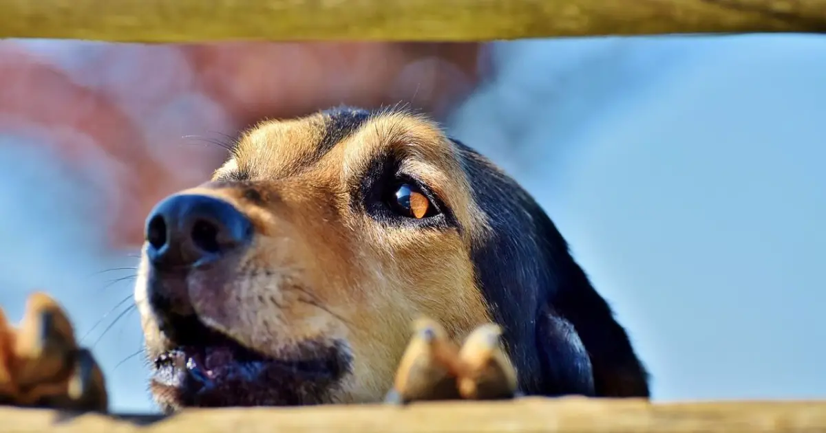 Top 7 Most Talkative Dog Breeds