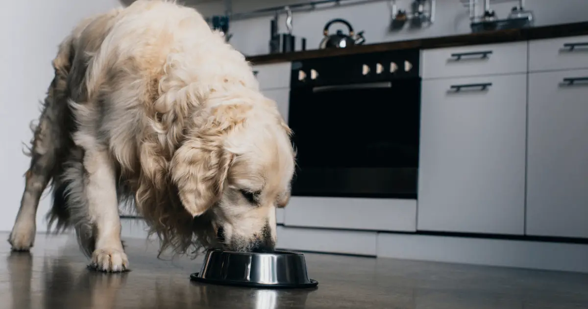 Here Are 7 Ways to Naturally Stimulate Appetite in Dogs | World Dog Finder