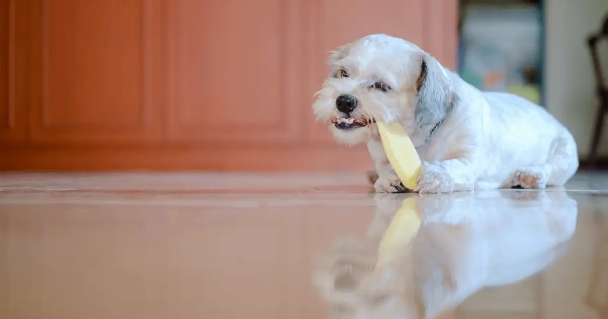 ¿Cómo alimentar a tu perro con mango de forma segura?