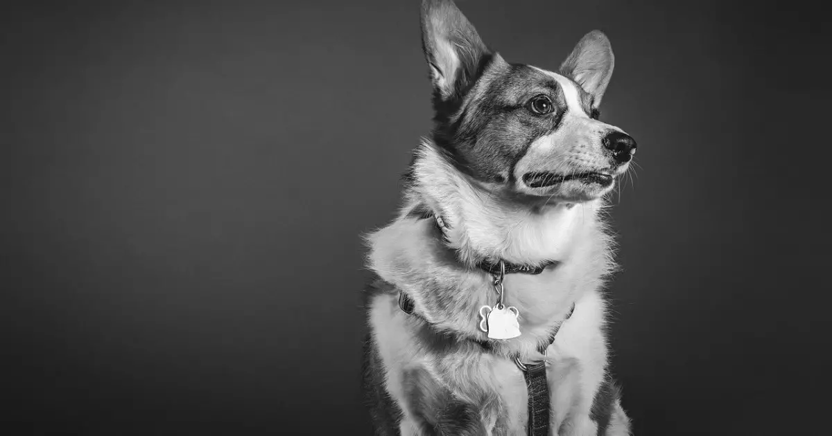 Dog Heat Rash - What It Is & How To Help Your Dog | World Dog Finder