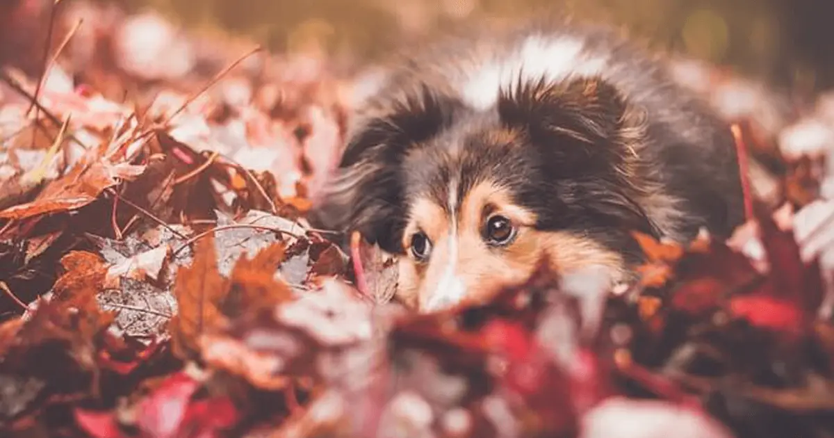 Tetanus in Dogs: Types, Symptoms, Treatment & Prognosis - World Dog Finder