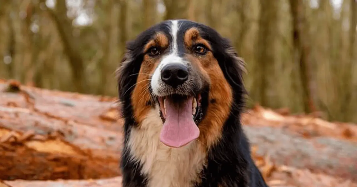 Seborrhea in Dogs: Causes, Symptoms & Treatment | World Dog Finder