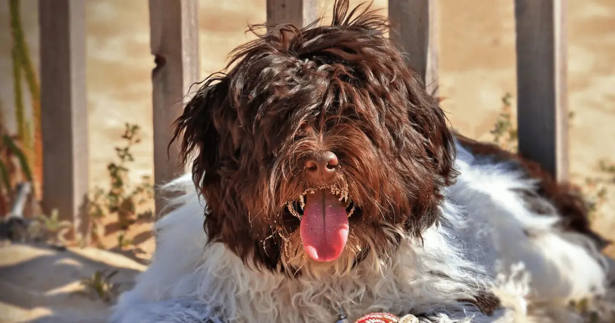 10 Best Dog Detanglers According to Dog Groomers - World Dog Finder