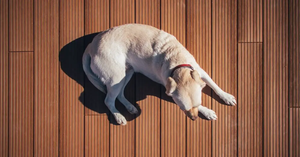 The Best Flooring Options for Dog Owners