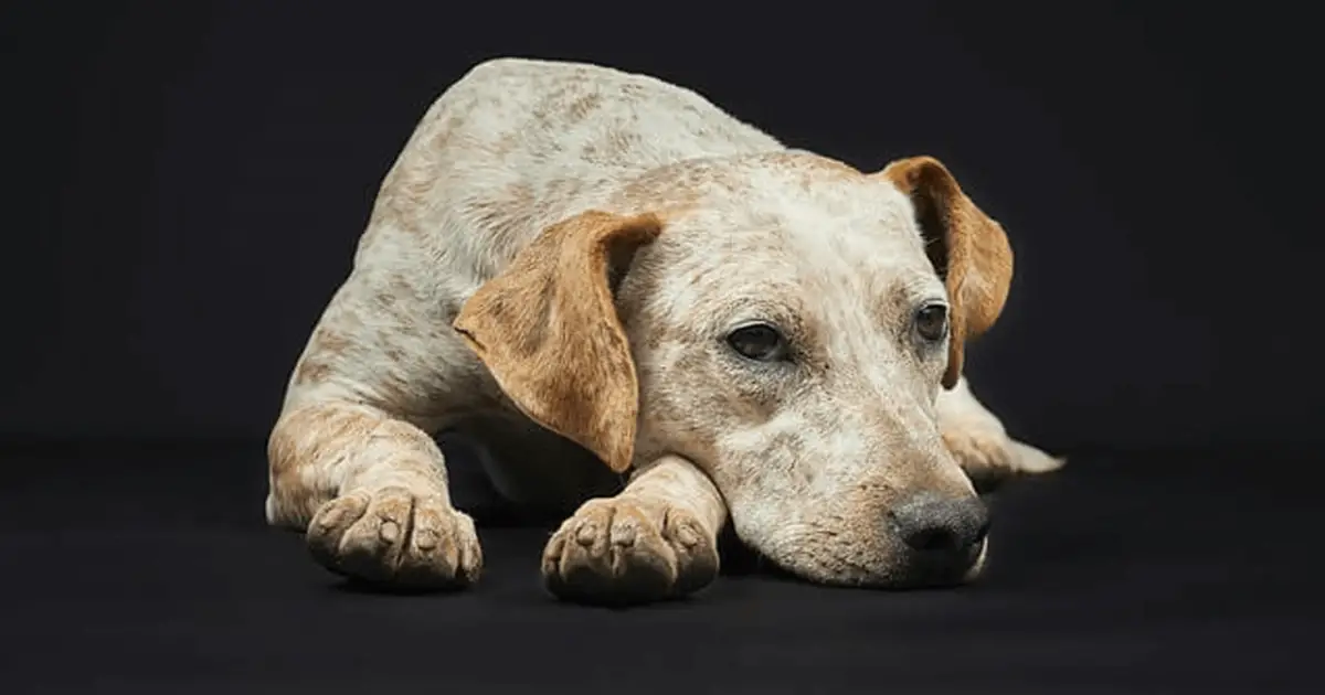 Cardiogenic Shock in Dogs: Causes, Symptoms & Treatment | World Dog Finder