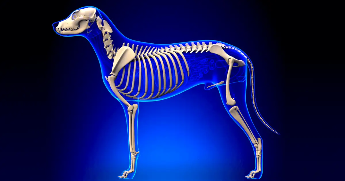 Do Dogs Have Bones In Their Tails World Dog Finder