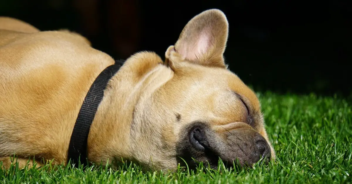Top 7 Low-Maintenance Breeds in the World