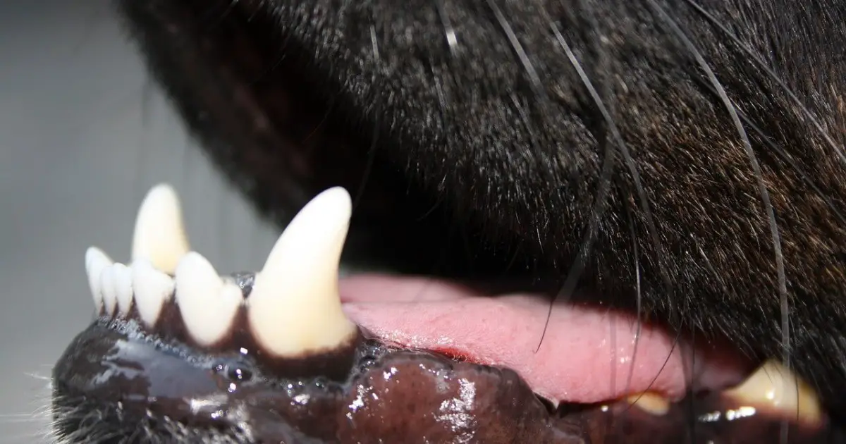 Do You Know How Many Teeth Do Dogs Have? | World Dog Finder