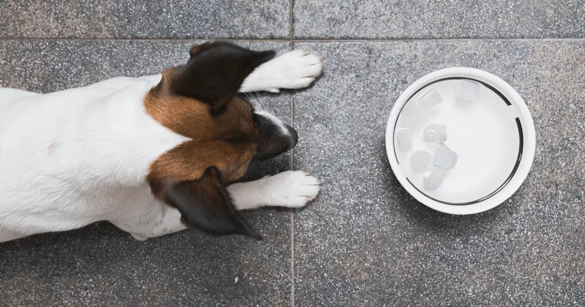 Can Dogs Eat Ice? Is It Safe For Them? | World Dog Finder