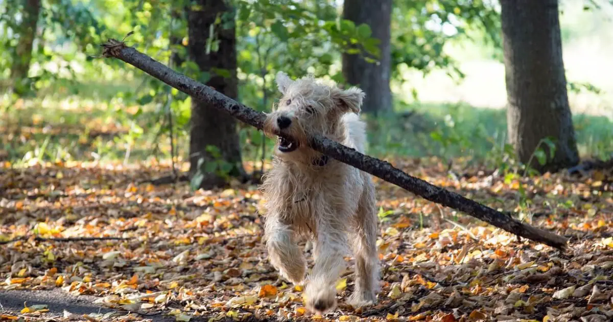 Should You Allow Your Dog To Play & Chew on Sticks? | World Dog Finder