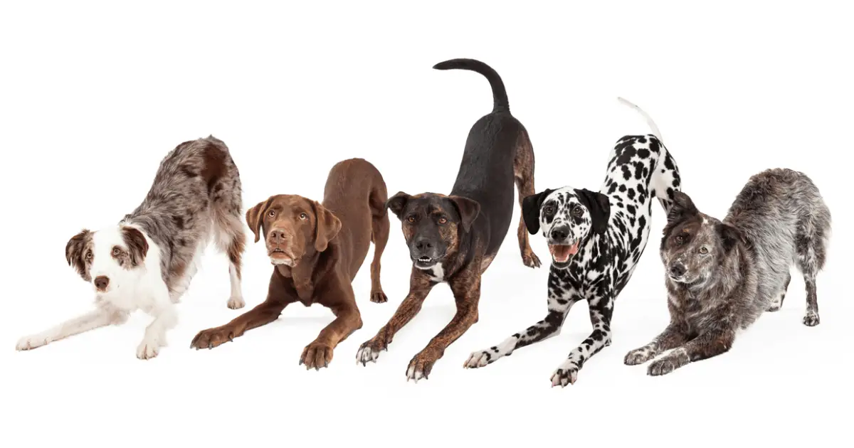 What Exactly Is Dog Bowing? | World Dog Finder