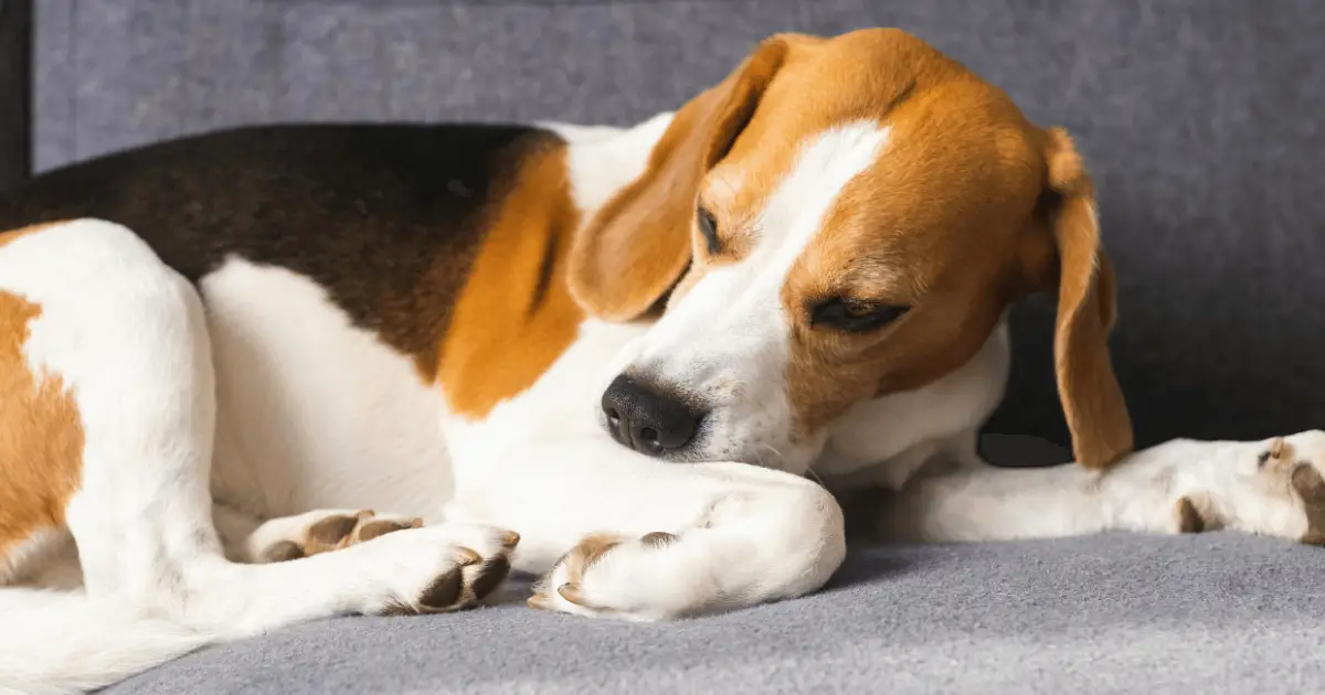 Dogs & Mosquitoes - Can They Harm Your Dog?