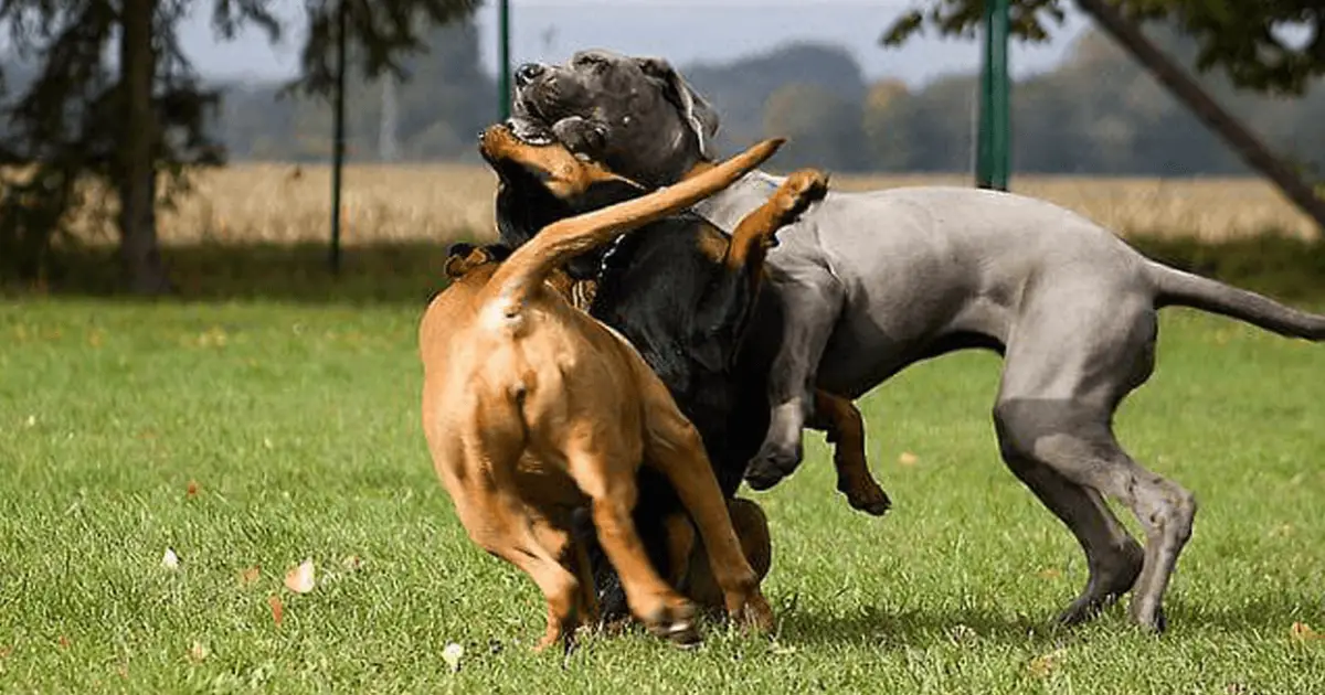 Is It Safe To Let Puppies Play Rough? Here’s What Experts Say | World ...