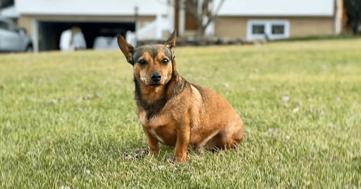 Dorgi - Popular Dachshund & Corgi Mix | World Dog Finder