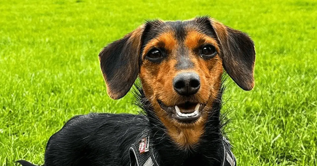 Dorkie Dog - Small & Loveable Companion | World Dog Finder