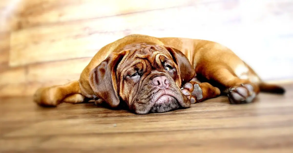Female Dog Names and How to Choose One