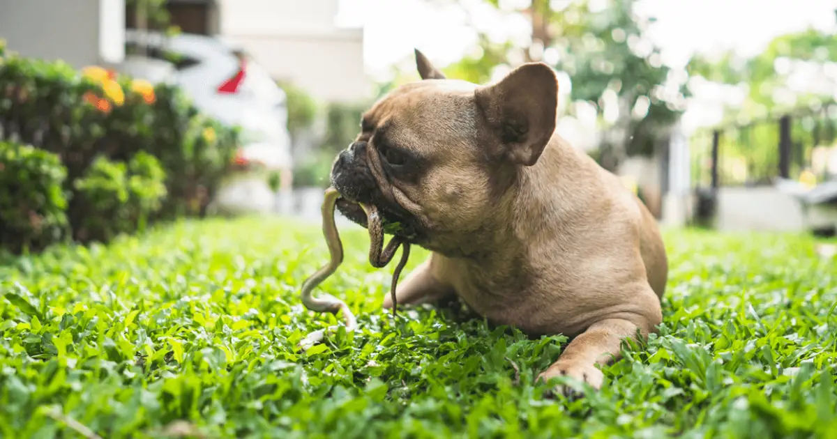 What To Do If My Dog Has Been Bitten By A Snake? | World Dog Finder