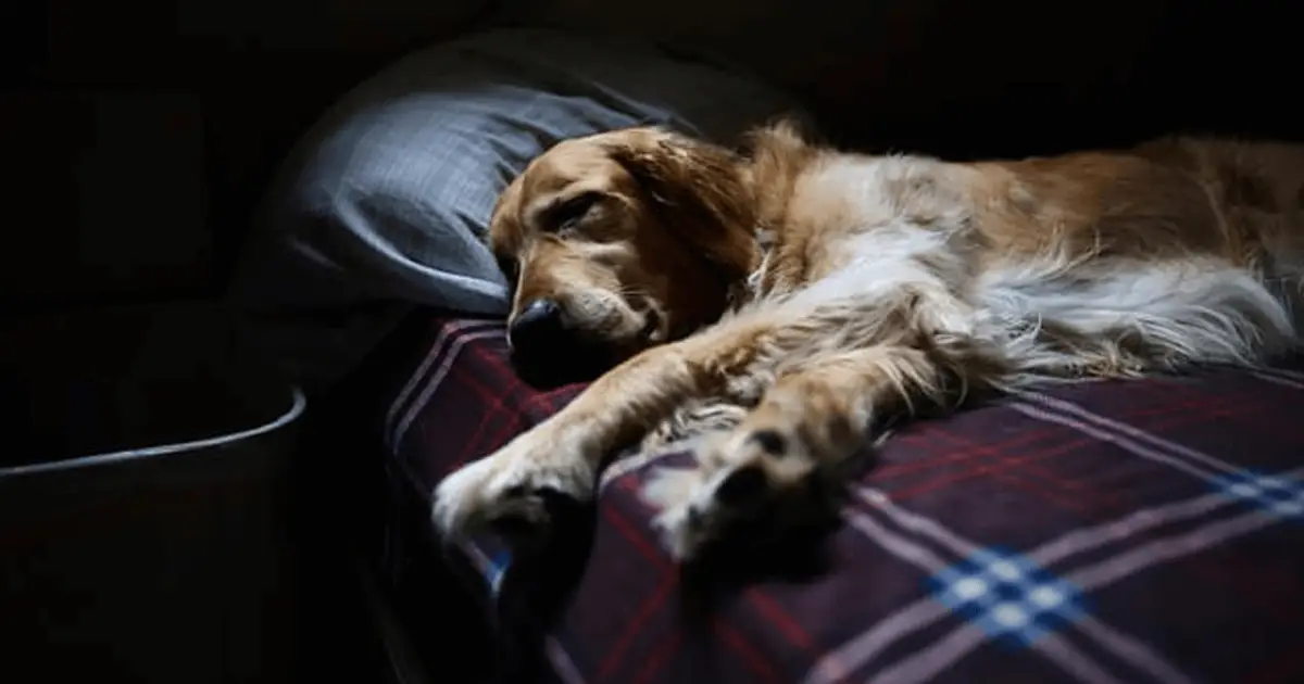 What is Neoplasia in Dogs? - World Dog Finder