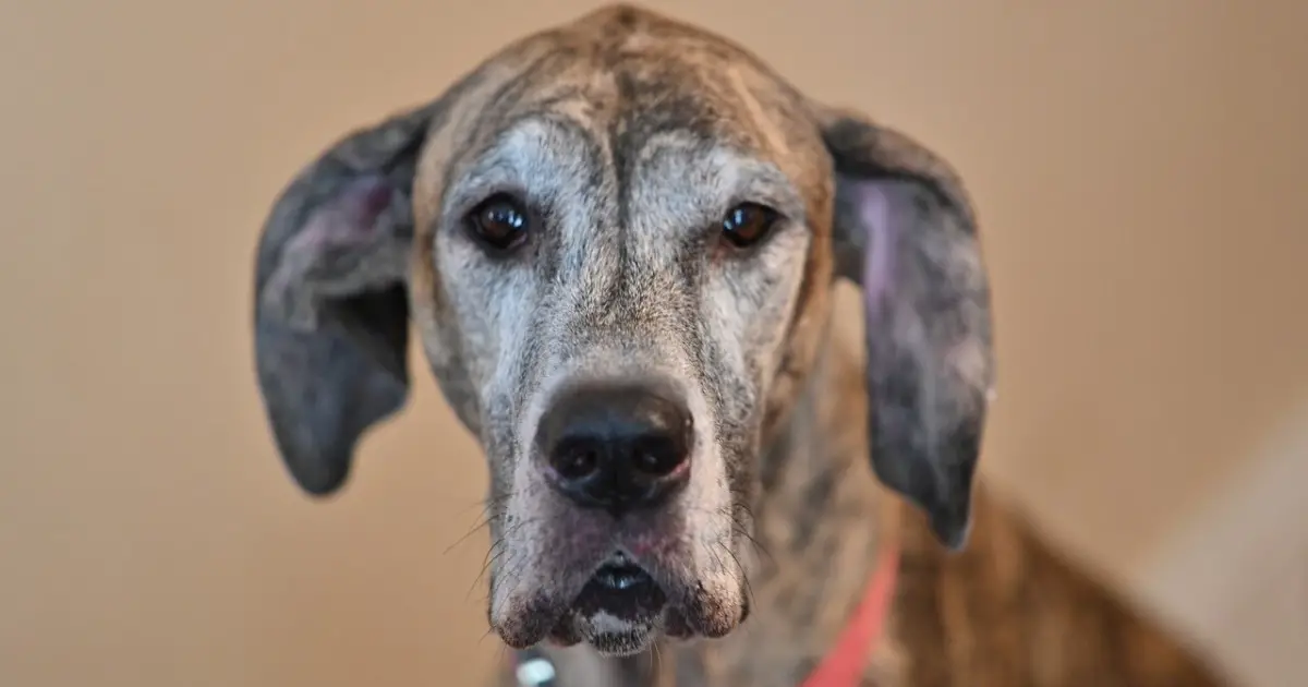 Anaphylaxis In Dogs - Symptoms, Causes & Treatment | World Dog Finder