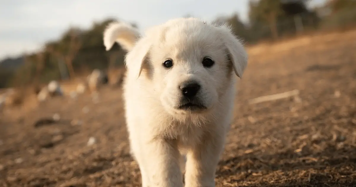 8 Fun Facts About Great Pyrenees Puppy You Didn't Know Before