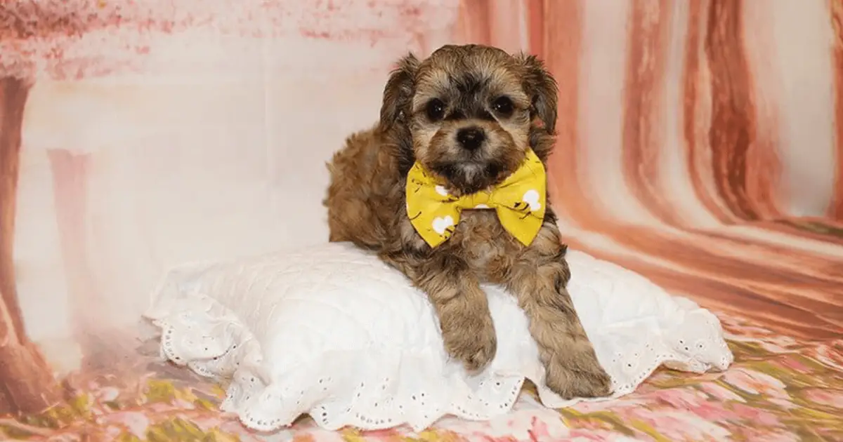 Havapoo: All You Need To Know About These Adorable Companions