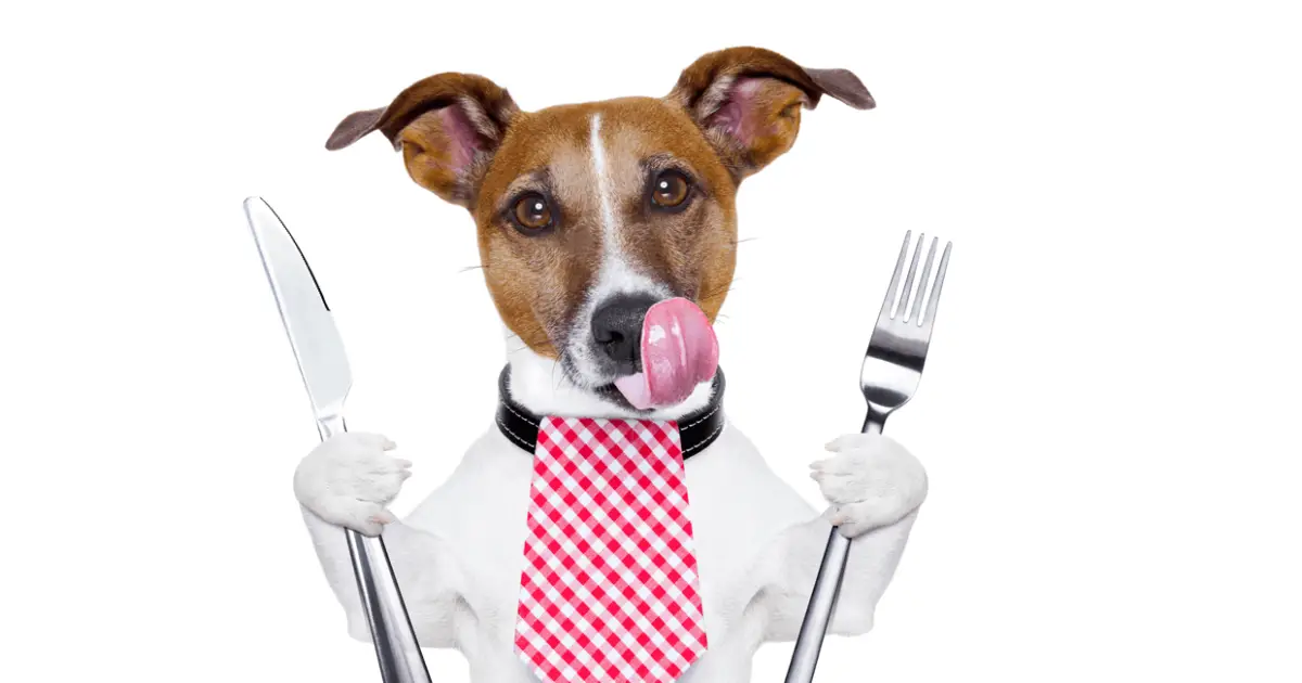 Reasons Why Your Dog Is Always Hungry | World Dog Finder