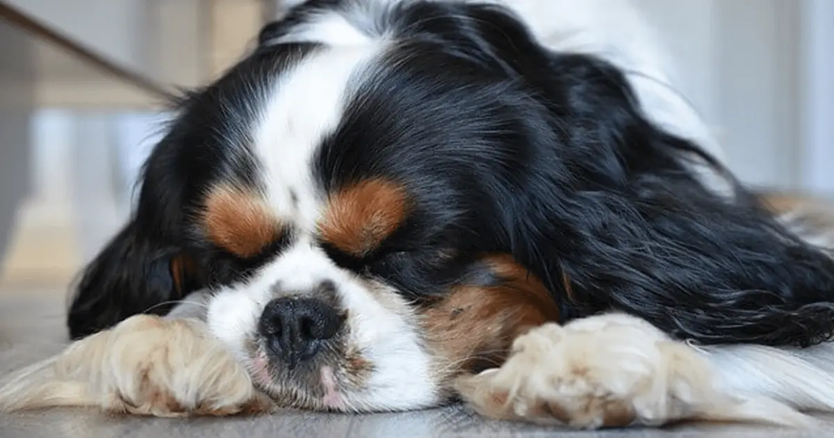 IBD in Dogs: Symptoms, Causes & Treatment - World Dog Finder