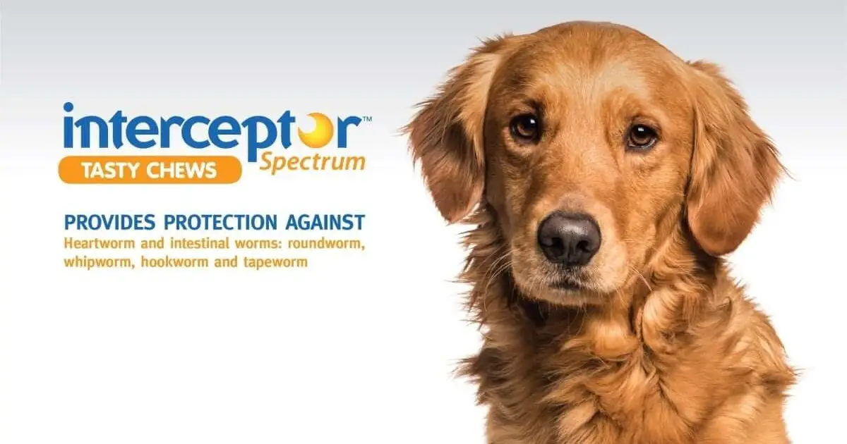 Is Interceptor Plus for Dogs a Good Choice?