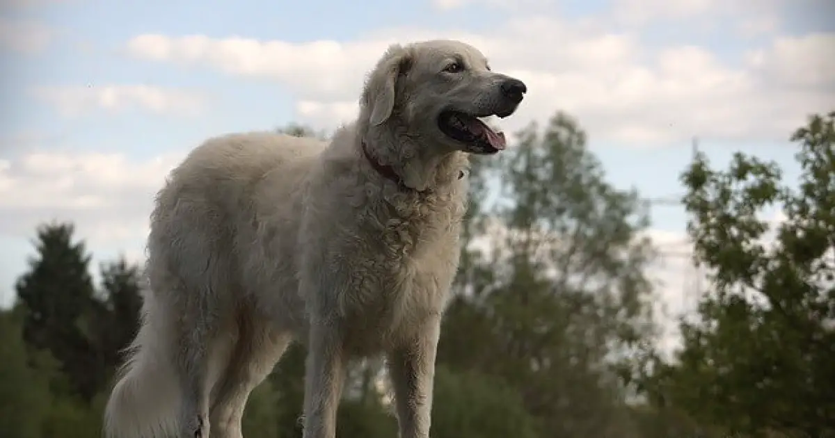 Kuvasz - Hungarian royal guard dog