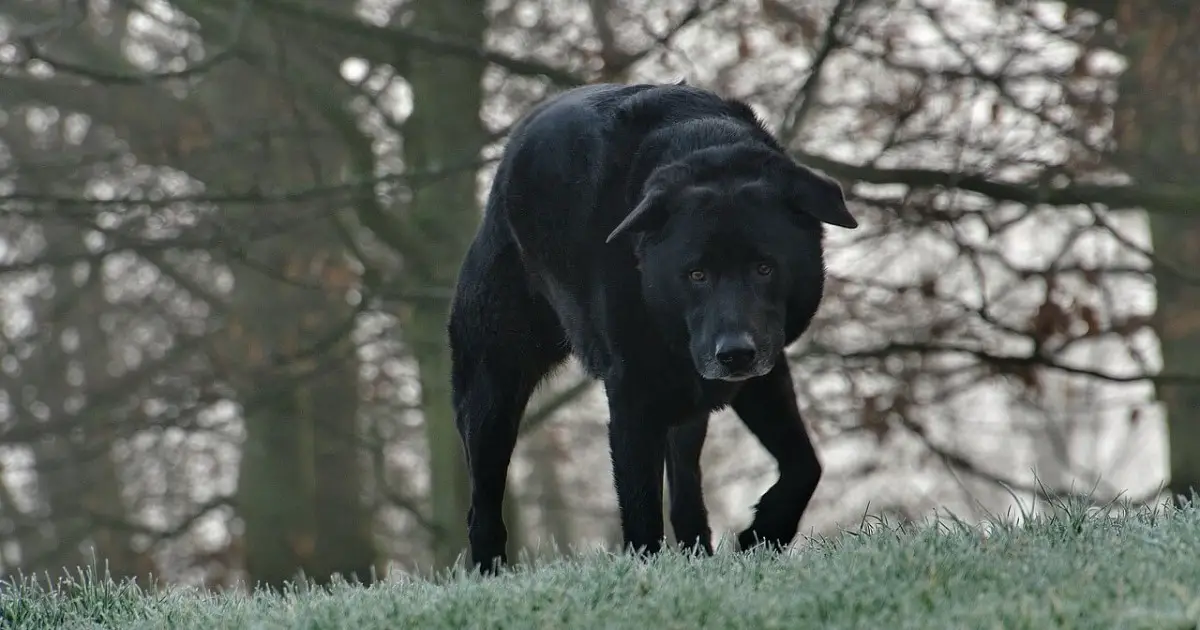 Laryngeal Paralysis in Dogs: Causes, Symptoms & Treatment | World Dog ...