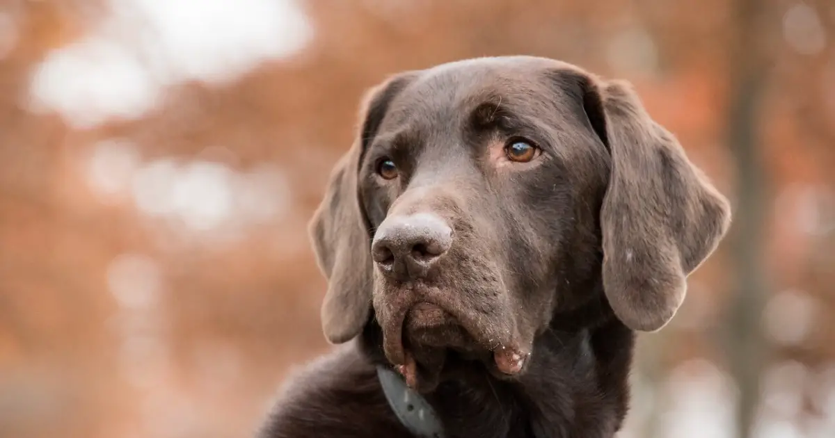 All You Need To Know About Rectal Prolapse In Dogs | World Dog Finder