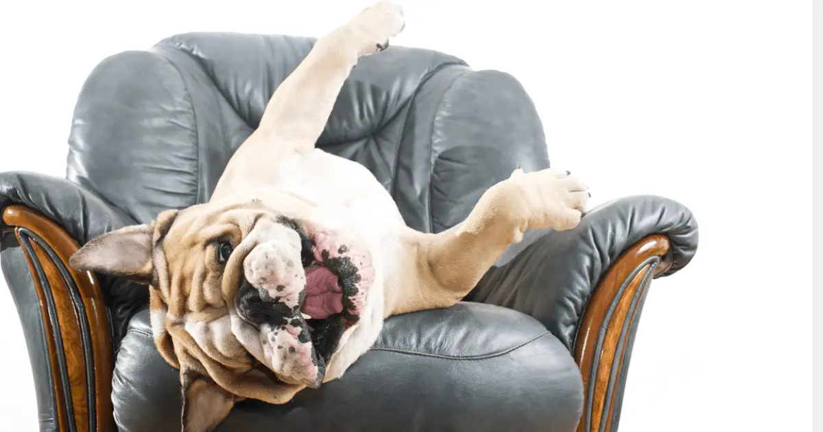 What Are Low-Energy Dog Breeds?