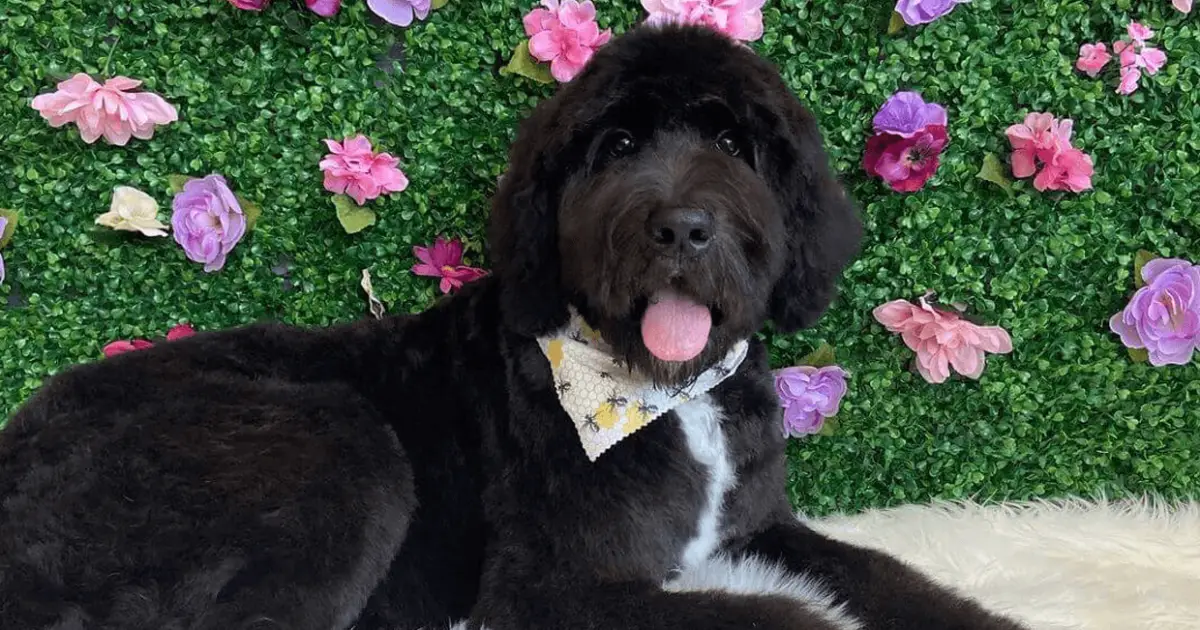 Newfypoo -Full Breed Profile