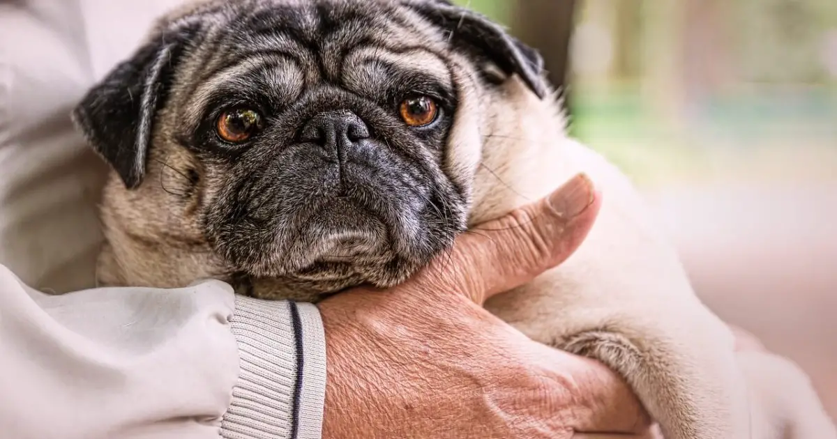 Novox for Dogs: Usage, Dosage & Side Effects - World Dog Finder