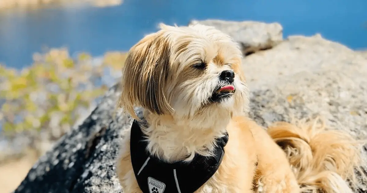 Peekapoo Dog Breed Information and Characteristics